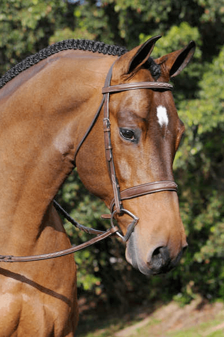 All About Equestrian
